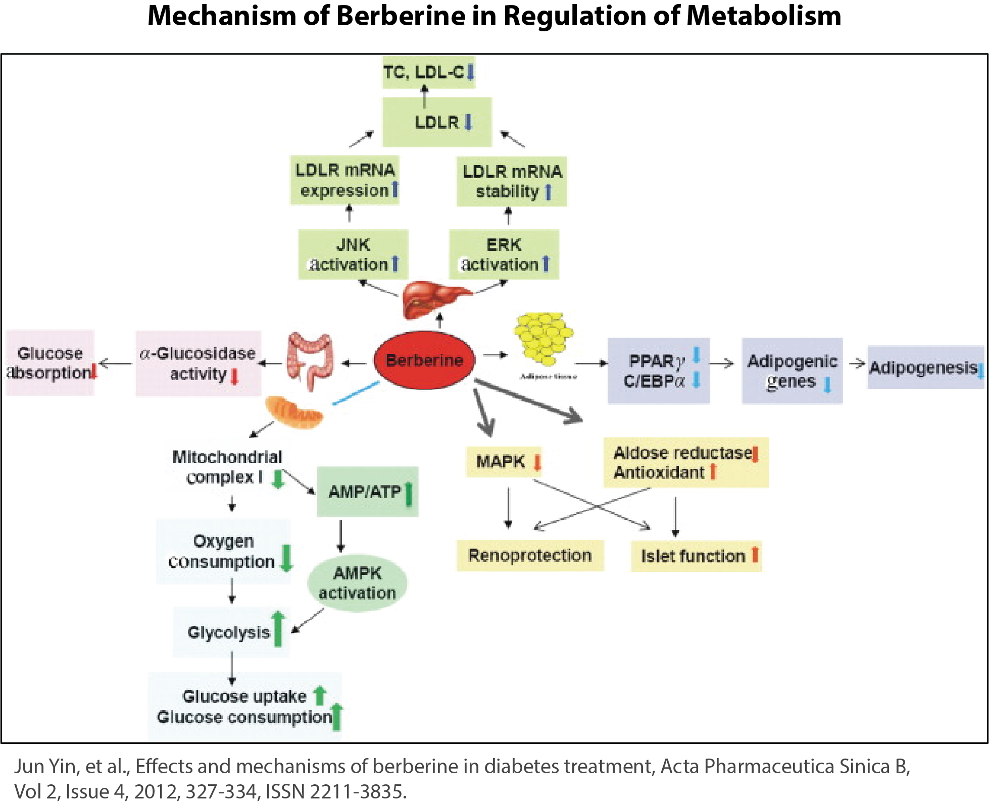 Multifaceted Health Benefits of Berberine | Medinutritionals Research