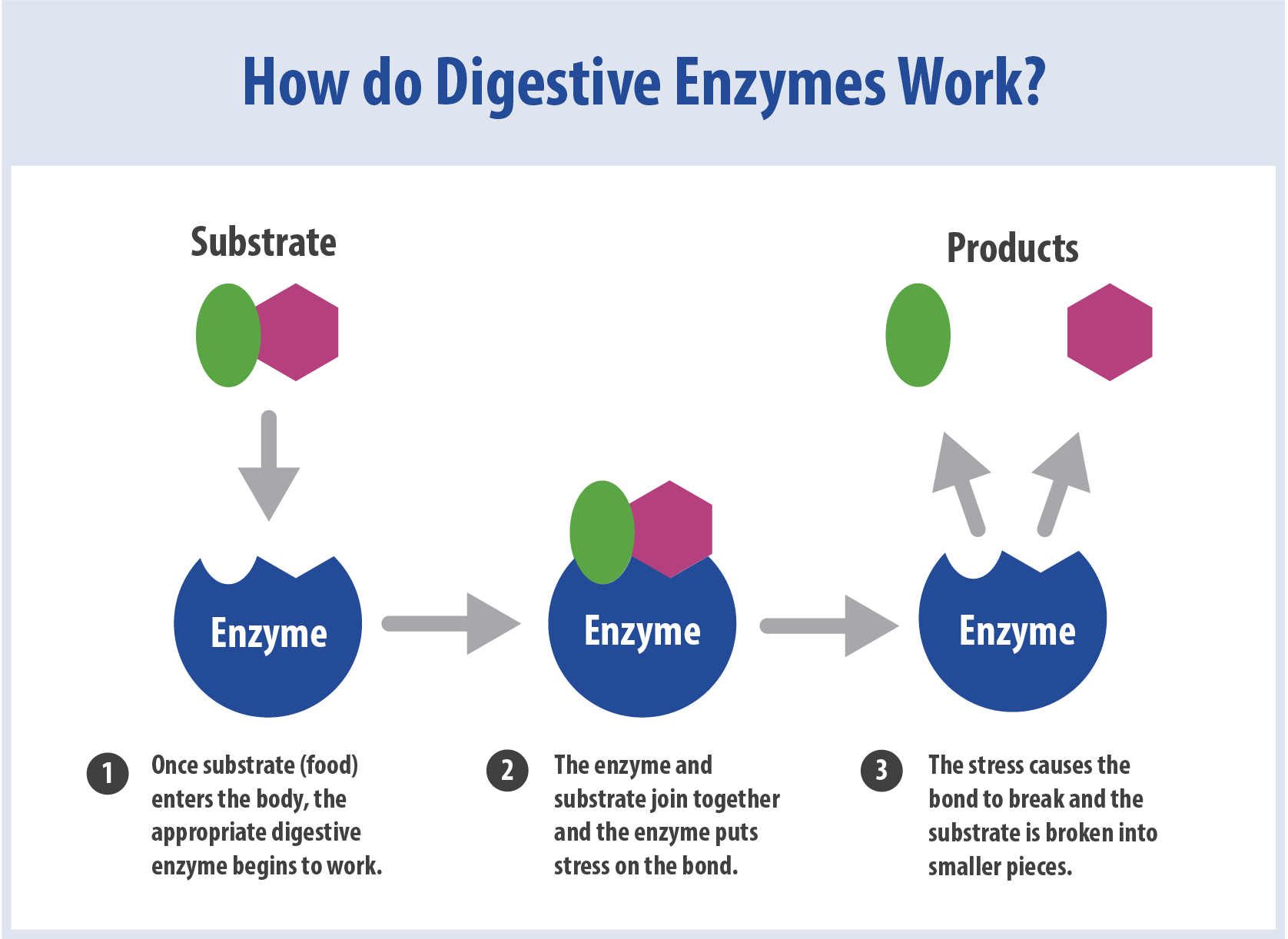 Digest This: Understanding How Digestive Enzymes Break Down Food ...