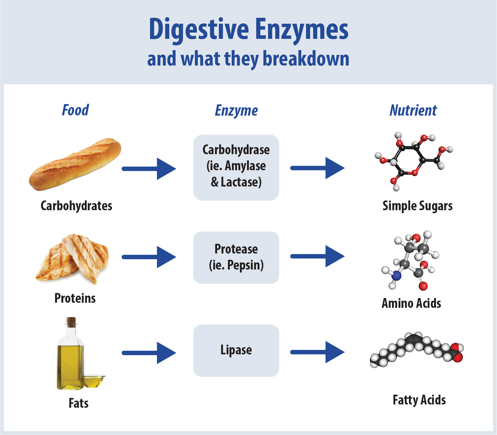 Digest This: Understanding How Digestive Enzymes Break Down Food ...