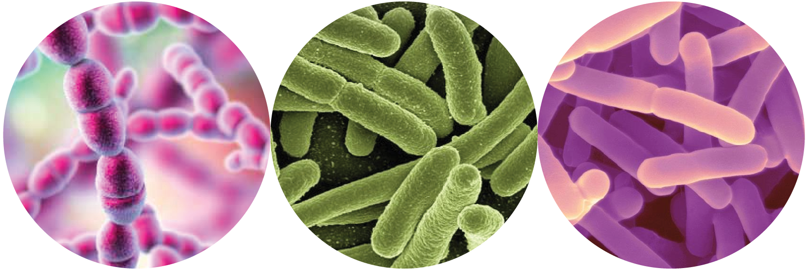 Probiotics – the Good, the Bad, and the Gut Friendly | Medinutritionals ...